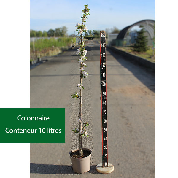 Pommier colonnaire Amboise - Vente de nos créations et productions ...