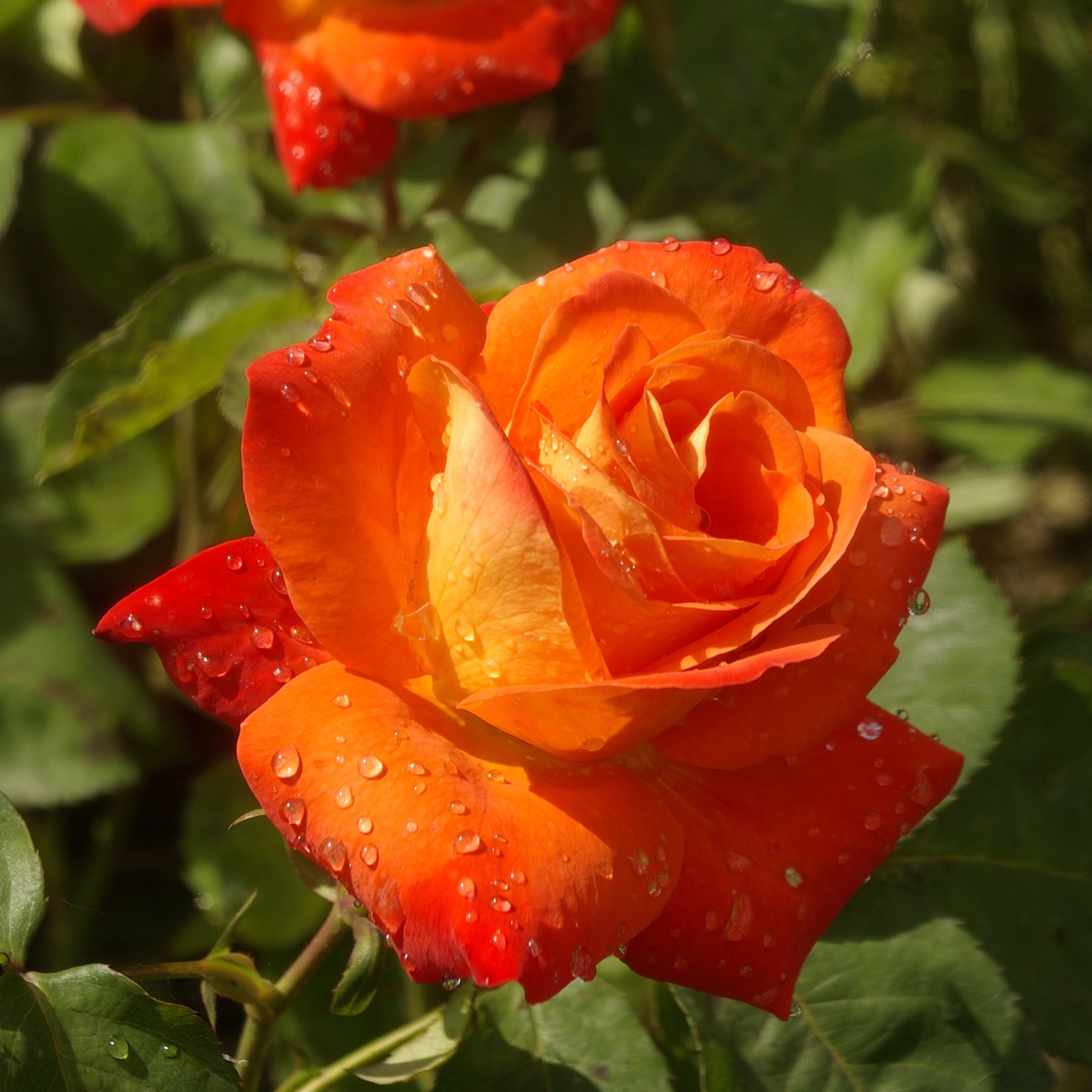 Achat Rosiers Tiges France Libre ® - Vente de nos créations et ...