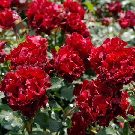 Achat Rosiers Hommage à Barbara ® - Vente de nos créations et ...