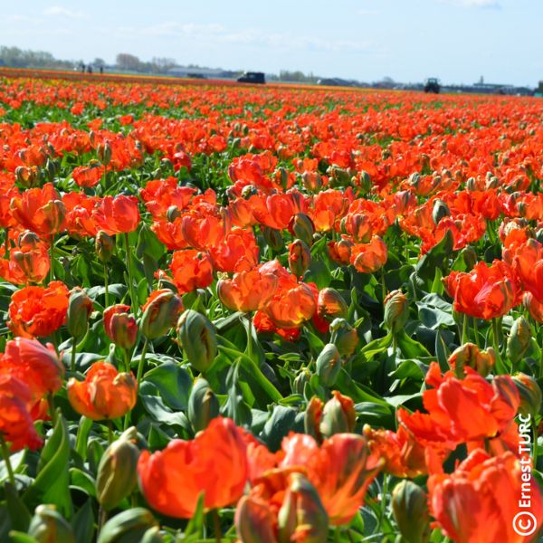 Tulipe Perroquet Flower Power - Vente en ligne