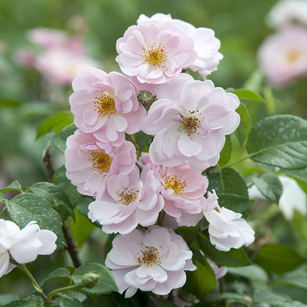 Achat Rosiers Utopia ® - Vente de nos créations et productions Georges ...