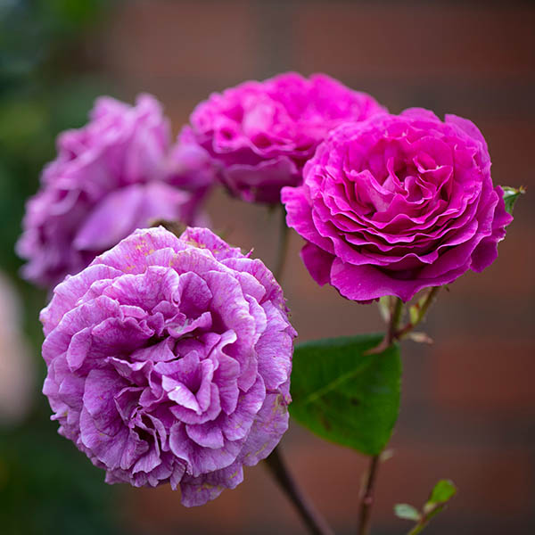 Achat Rosiers Chartreuse de Parme ® - Vente de nos créations et ...