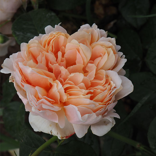 Achat Rosiers Château de la Batisse® - Vente de nos créations et ...